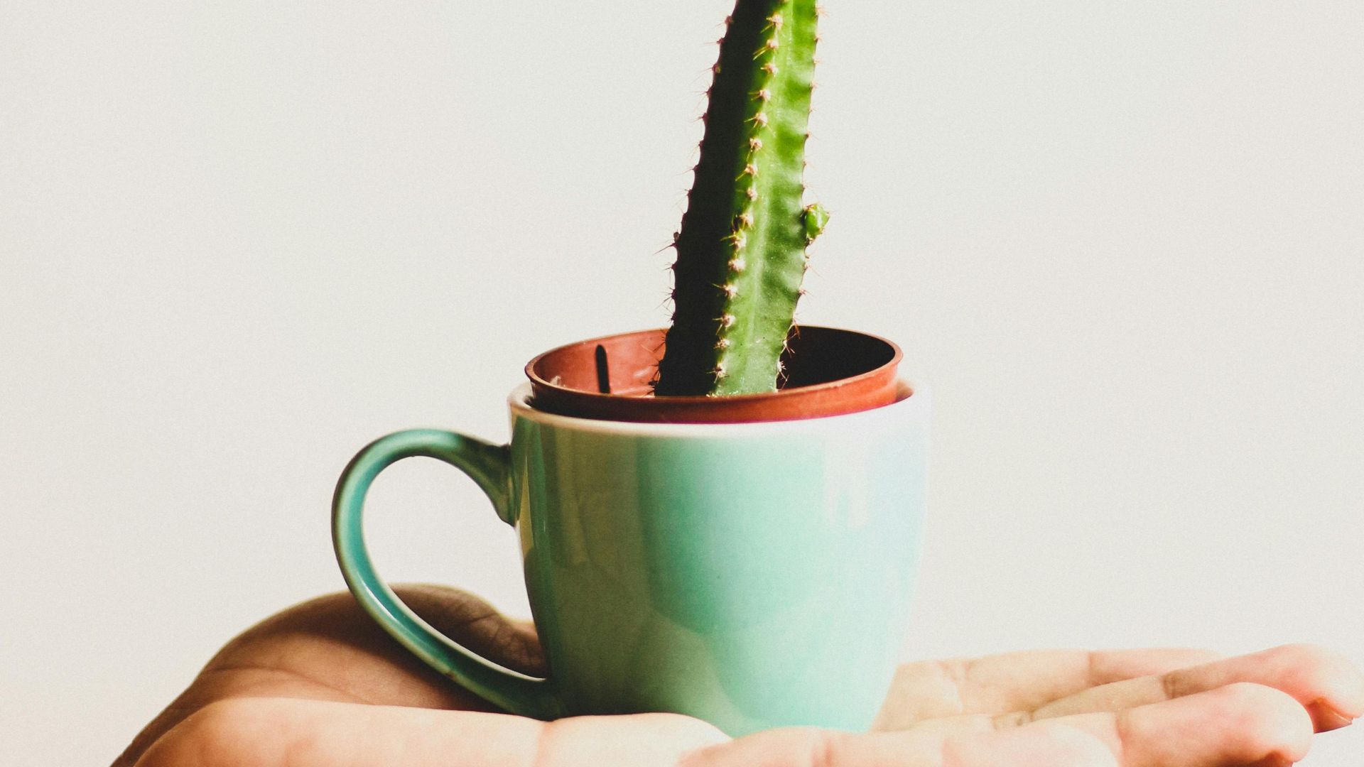 Mini Succulents for Small Spaces: How to Keep These Tiny Plants ...