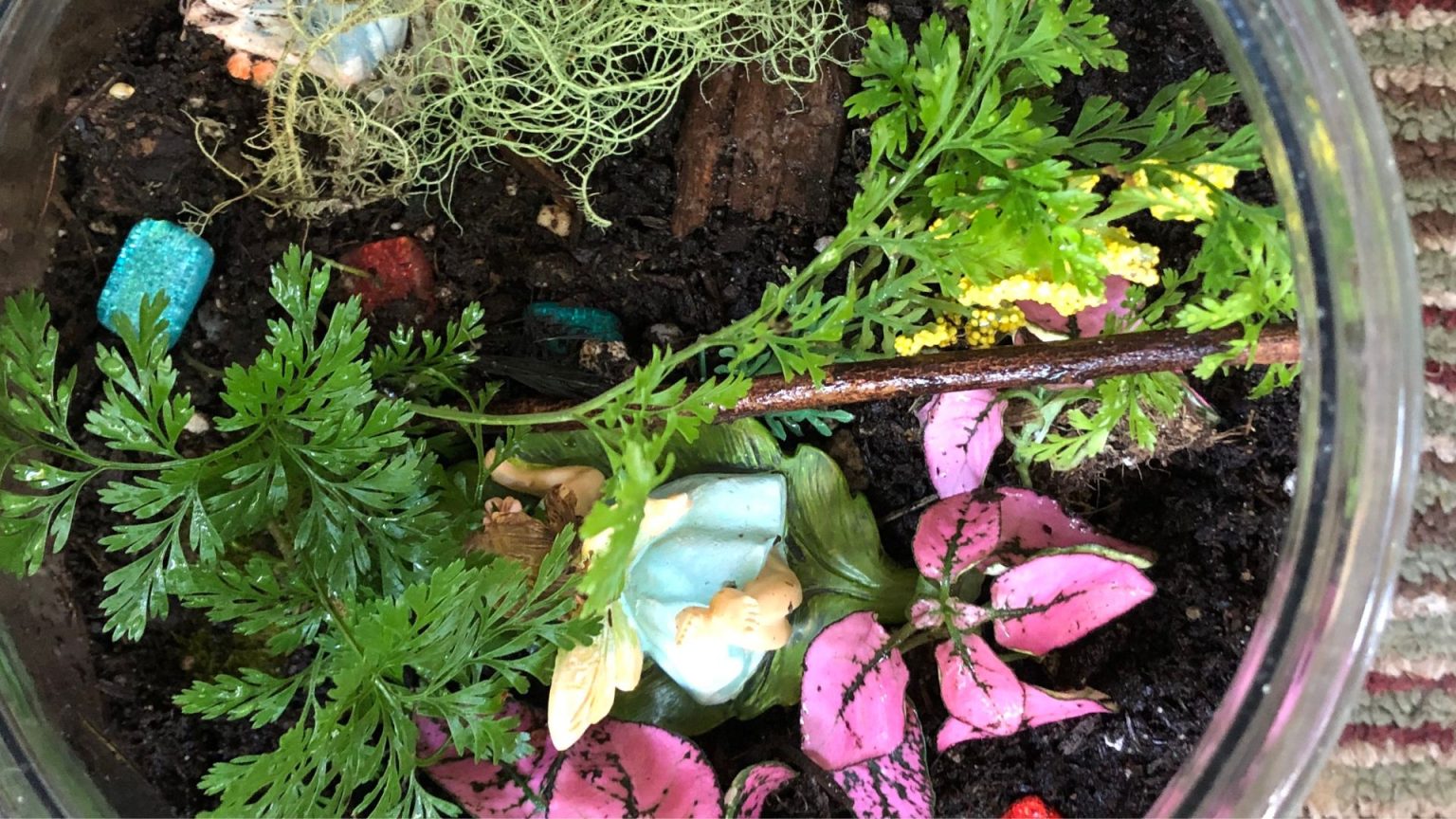 How to Build a Fun and Educational Terrarium with Your Kids – Sunny & Seed