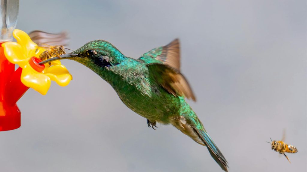 DIY Hummingbird Nectar: The Ultimate Guide to Attracting Hummingbirds ...