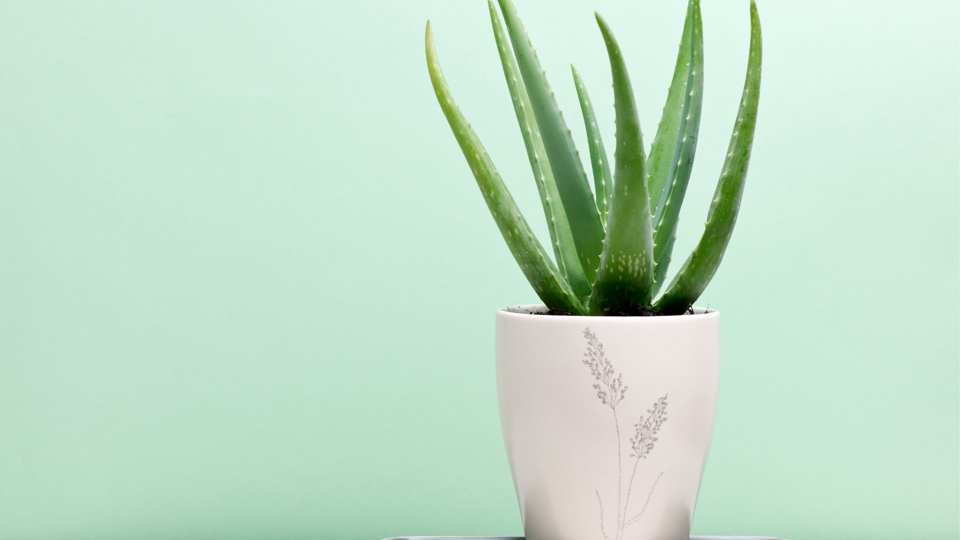 Mini Succulents for Small Spaces: How to Keep These Tiny Plants ...