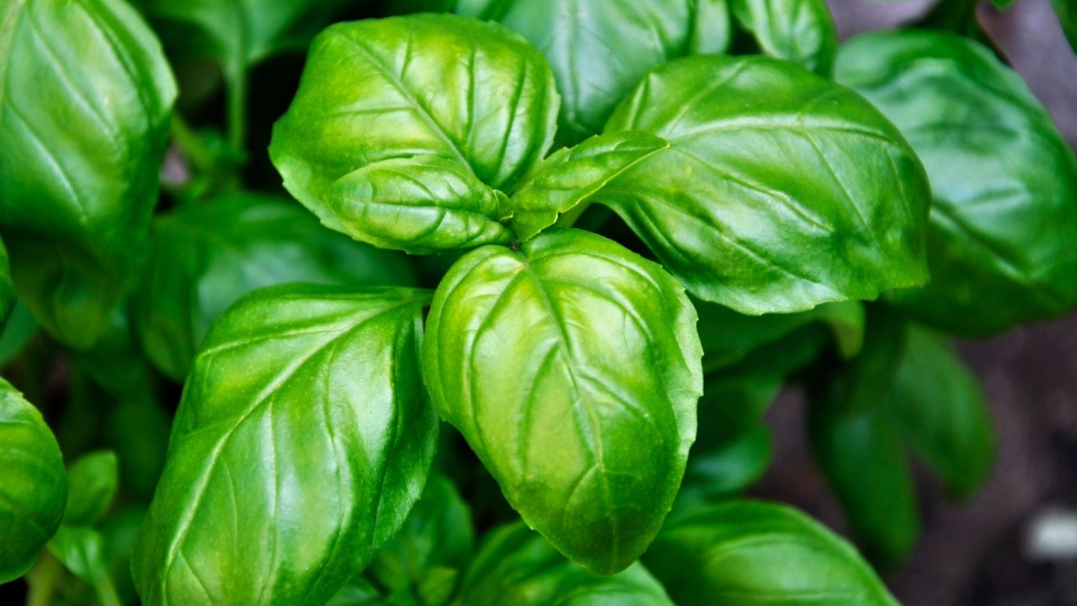 What’s Eating My Basil? Discover the Top Culprits and How to Protect ...