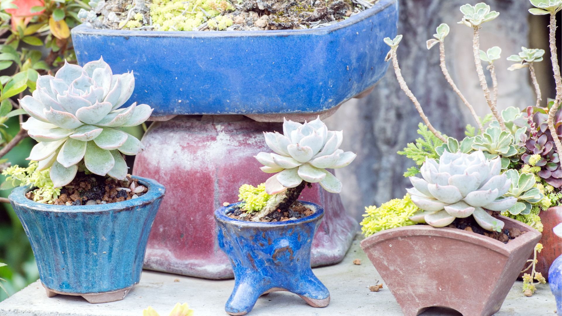 Mini Succulents for Small Spaces: How to Keep These Tiny Plants ...