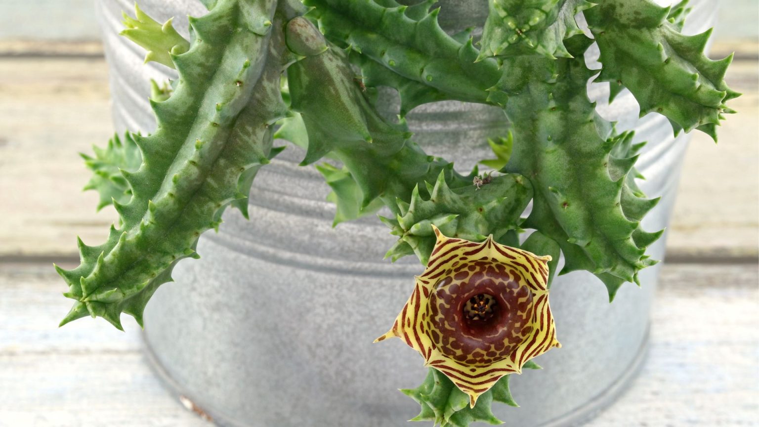 Mini Succulents for Small Spaces: How to Keep These Tiny Plants ...