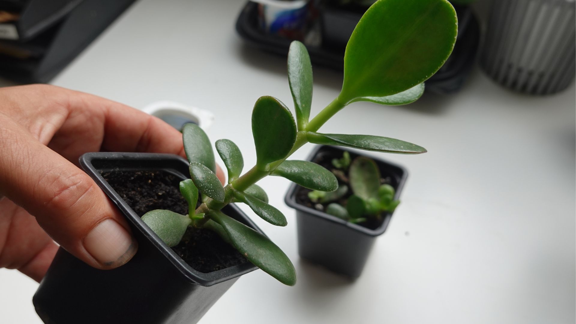 Mini Succulents for Small Spaces: How to Keep These Tiny Plants ...