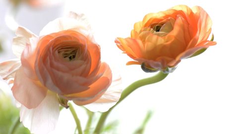Ranunculus 101: The Ultimate Guide to Growing Stunning Blooms That’ll ...