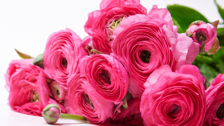 Ranunculus 101: The Ultimate Guide to Growing Stunning Blooms That’ll ...