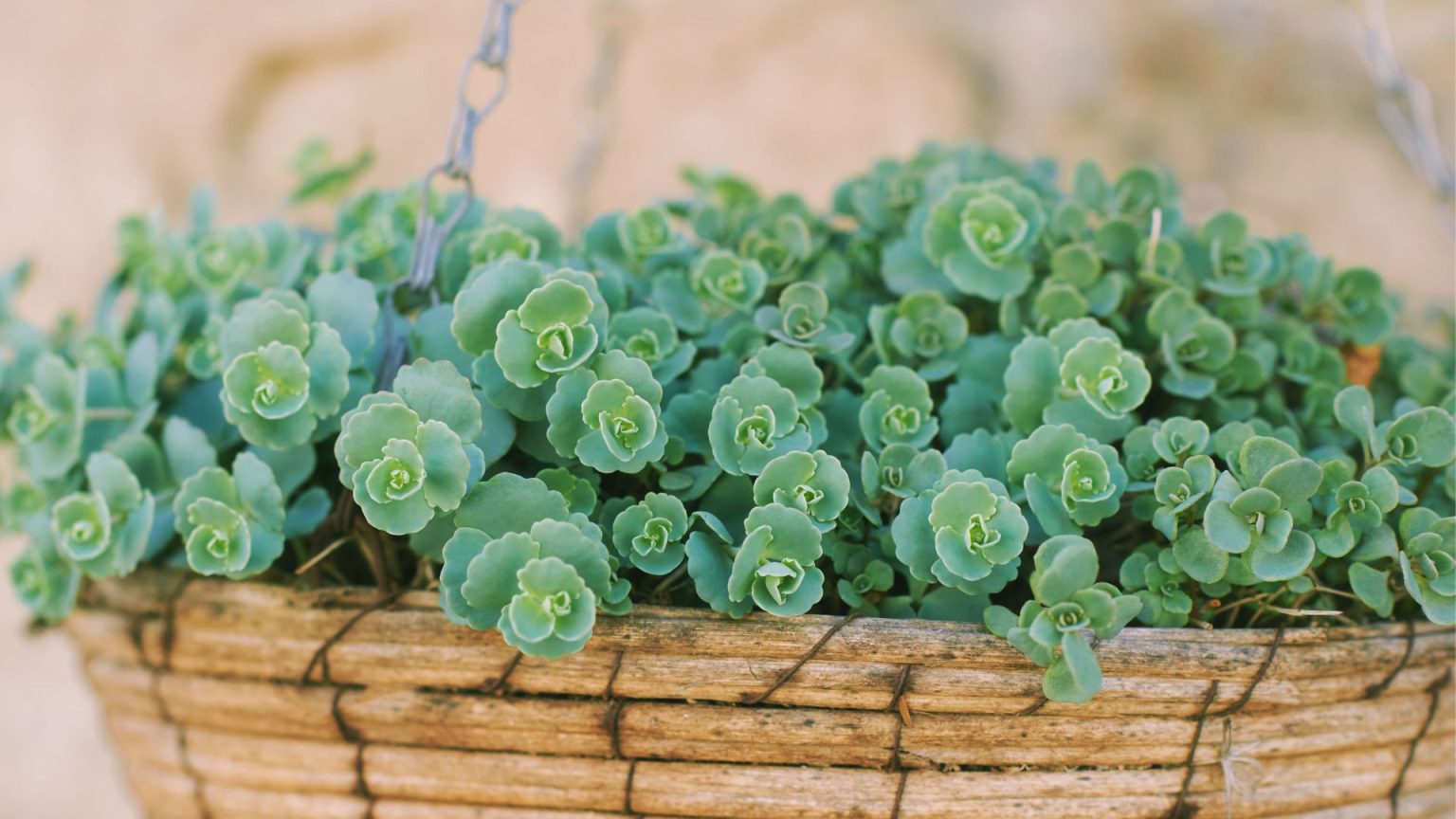 Mini Succulents for Small Spaces: How to Keep These Tiny Plants ...