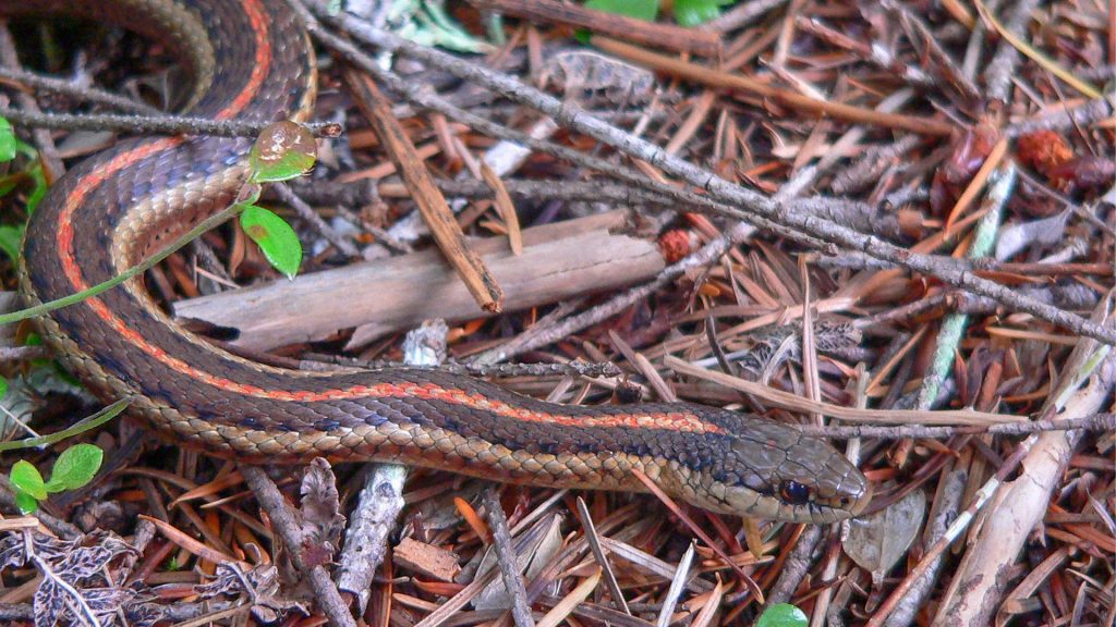 How to Keep Your Garden Snake-Free: The Best Natural Deterrents – Sunny ...