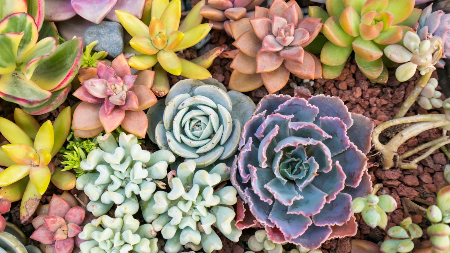 Mini Succulents for Small Spaces: How to Keep These Tiny Plants ...
