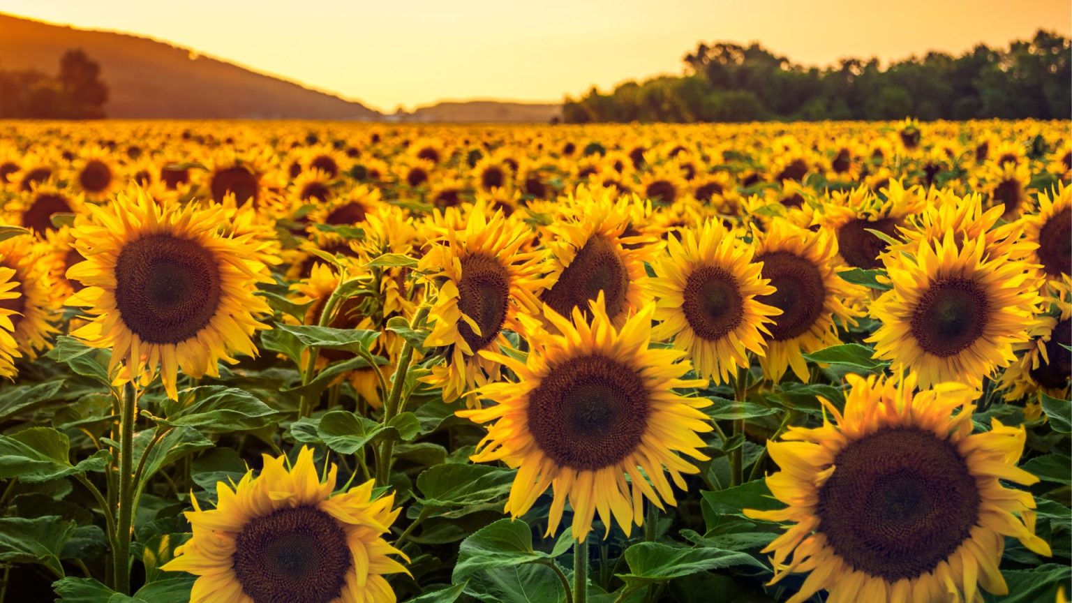 The Fascinating History and Meaning Behind Your Favorite Flowers ...